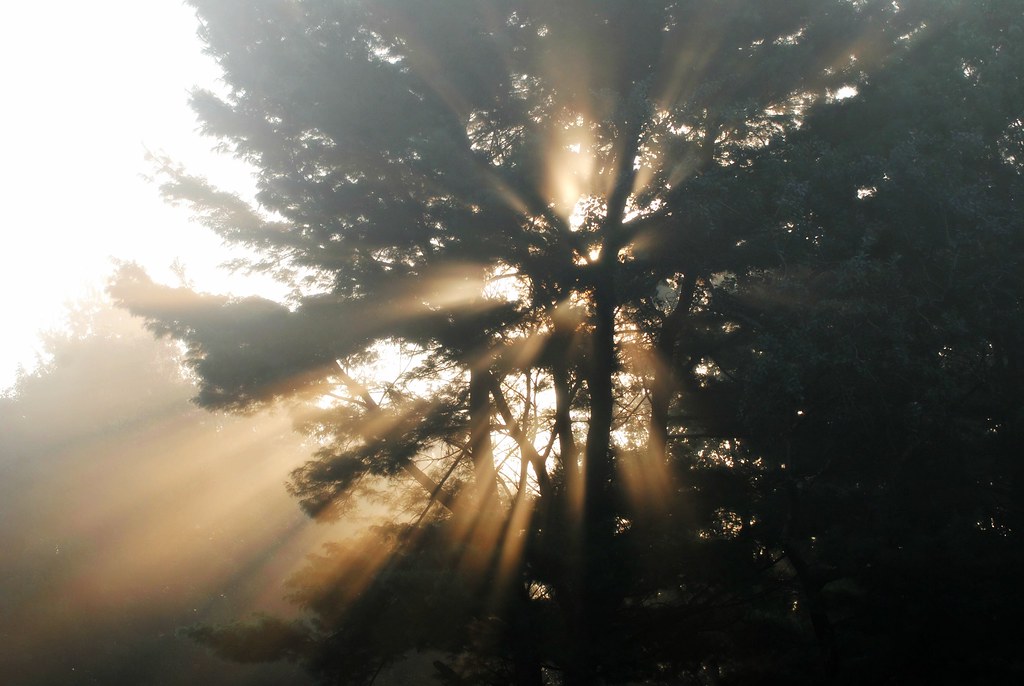 The Komorebi Effect | On the moral and spiritual crisis at hand